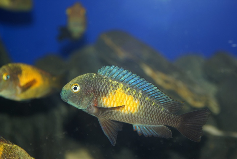Tropheus moorii 'Mpulungu'; Lemon spot Moorii