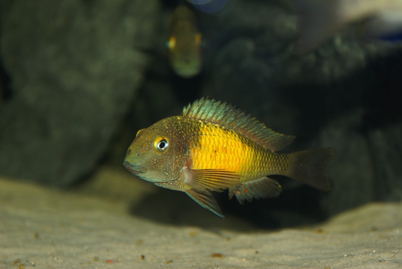 Tropheus moorii 'Mpulungu'; Lemon spot Moorii