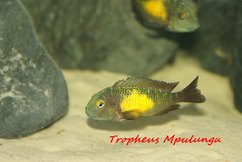 Tropheus moorii 'Mpulungu'; Lemon spot Moorii