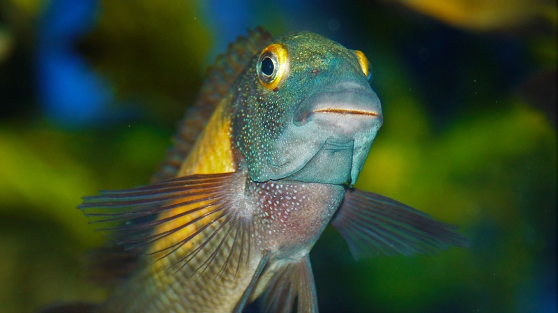 Tropheus moorii 'Mpulungu'; Lemon spot Moorii