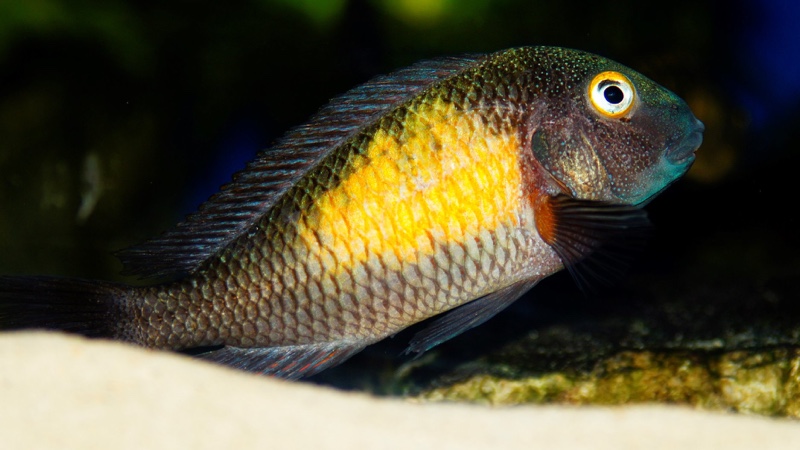 Tropheus moorii 'Mpulungu'; Lemon spot Moorii