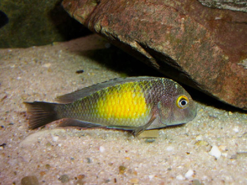 Tropheus moorii 'Mpulungu'; Lemon spot Moorii