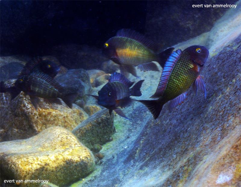 Tropheus moorii 'Mulyma'; Blue Rainbow