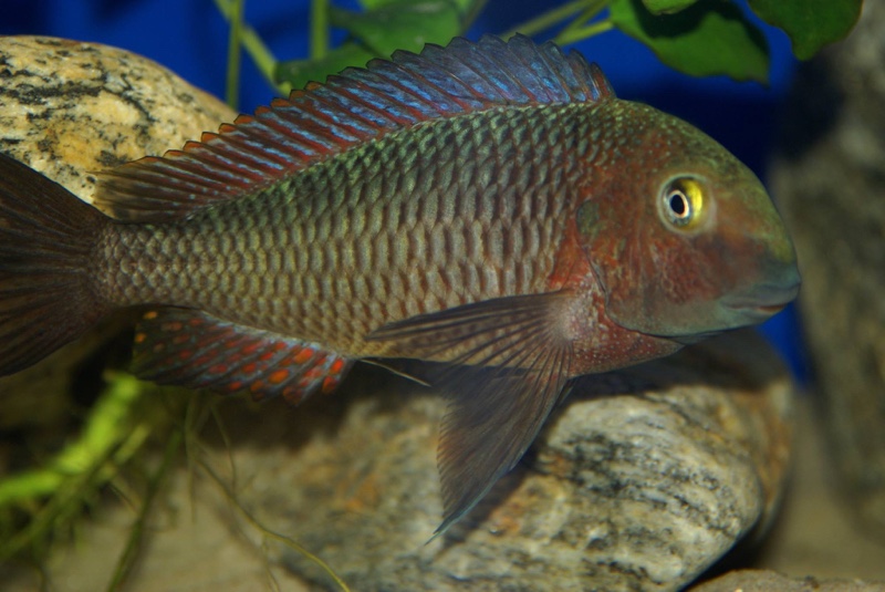 Tropheus moorii 'Muzi'; Cherry Rainbow