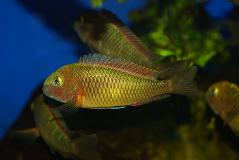 Tropheus moorii 'Muzi'; Cherry Rainbow