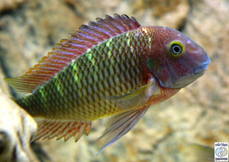 Tropheus moorii 'Muzi'; Cherry Rainbow