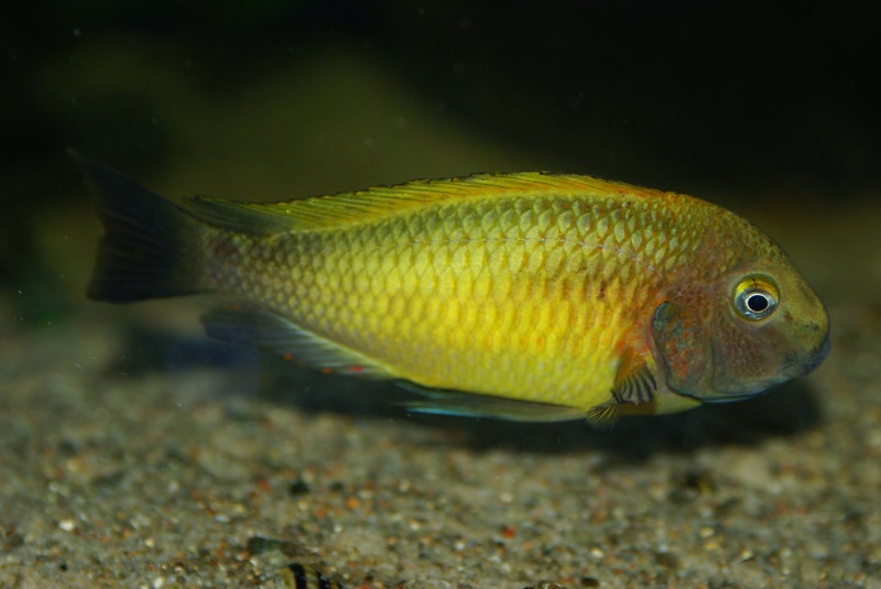 Tropheus moorii (Nkonde); Yellow Rainbow