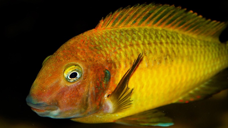 Tropheus moorii (Nkonde); Yellow Rainbow
