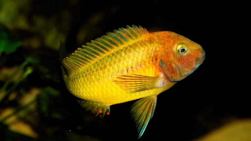 Tropheus moorii (Nkonde); Yellow Rainbow