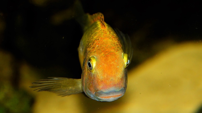 Tropheus moorii (Nkonde); Yellow Rainbow