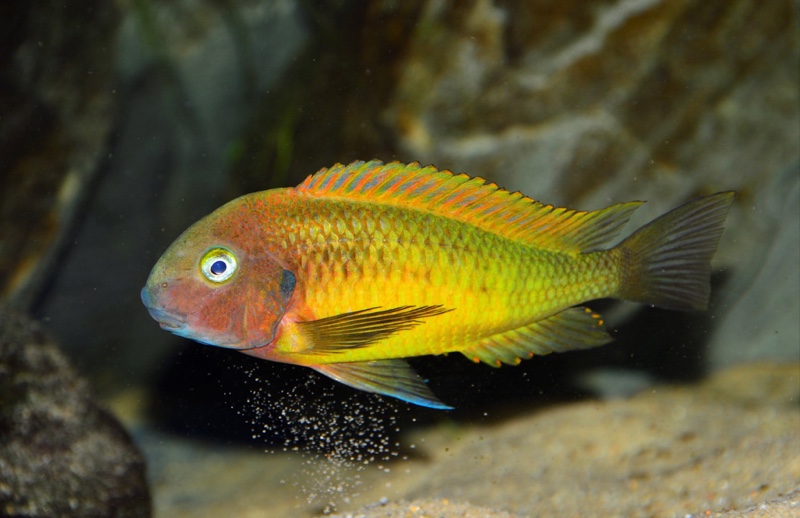 Tropheus moorii (Nkonde); Yellow Rainbow