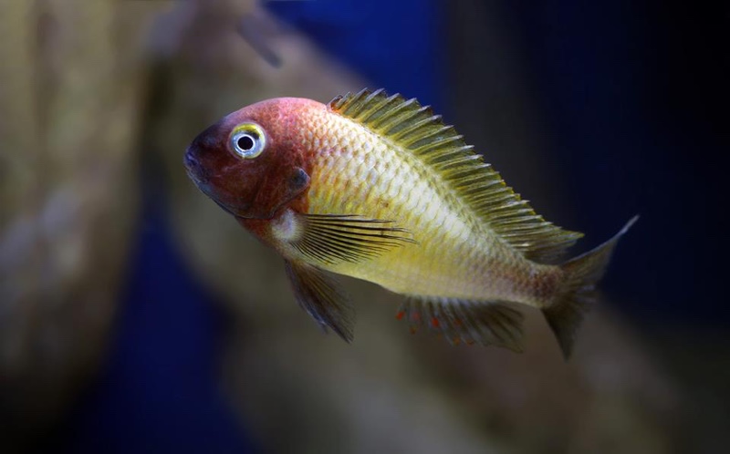 Tropheus moorii (Nkonde); Yellow Rainbow