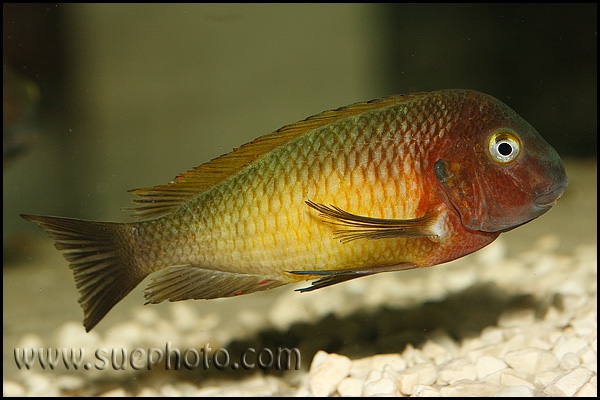 Tropheus moorii (Nkonde); Yellow Rainbow