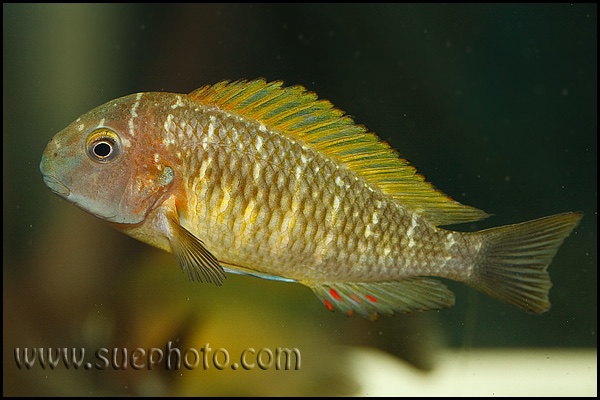 Tropheus moorii (Nkonde); Yellow Rainbow