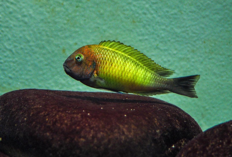 Tropheus moorii (Nkonde); Yellow Rainbow