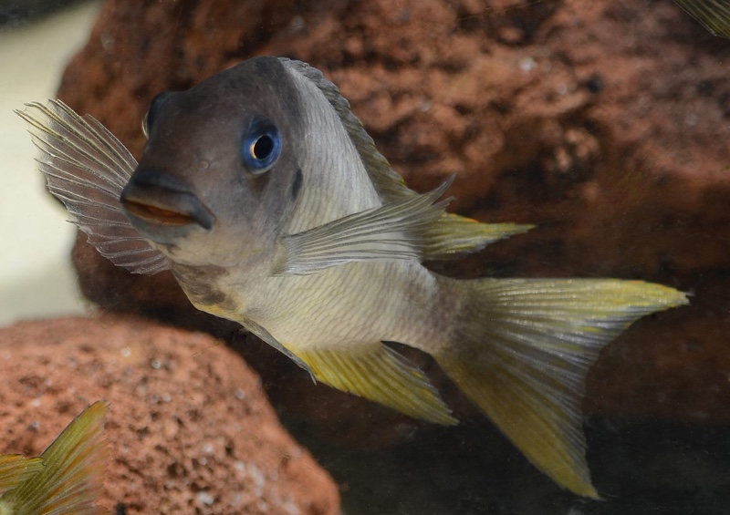 Tropheus polli 'Karilani Island' ; Tropheus annectens 'Karilani Island'