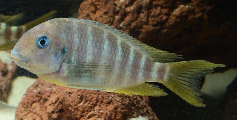 Tropheus polli 'Karilani Island' ; Tropheus annectens 'Karilani Island'