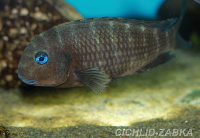 Tropheus polli 'Mabilibili' ; Tropheus annectens 'Mabilibili'