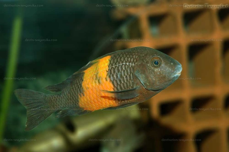 Tropheus sp. 'black' Bemba; Orange Flame moorii