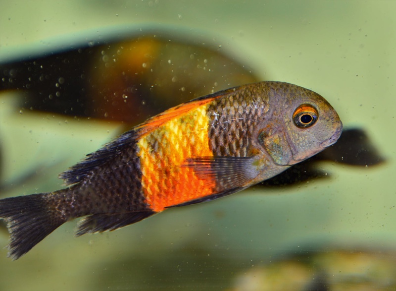 Tropheus sp. 'black' Bemba; Orange Flame moorii