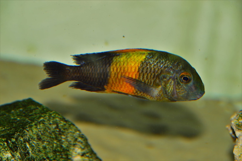 Tropheus sp. 'black' Bemba; Orange Flame moorii