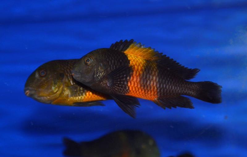 Tropheus sp. 'black' Bemba; Orange Flame moorii