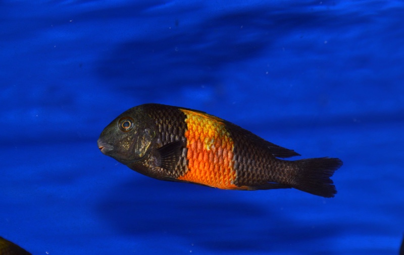 Tropheus sp. 'black' Bemba; Orange Flame moorii