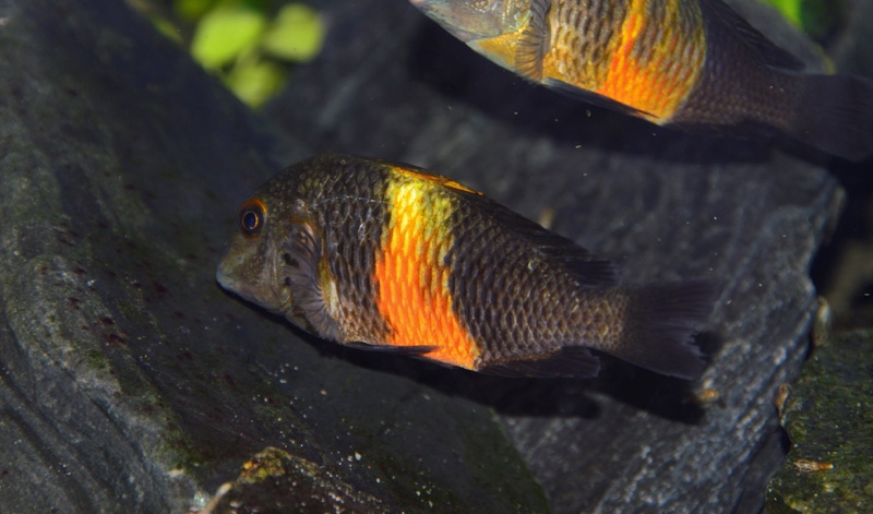Tropheus sp. 'black' Bemba; Orange Flame moorii