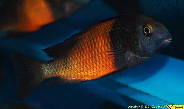 Tropheus sp. 'black' Bemba; Orange Flame moorii