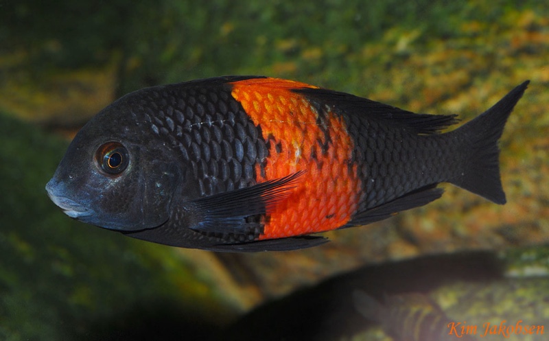 Tropheus sp. 'black' Bemba; Orange Flame moorii