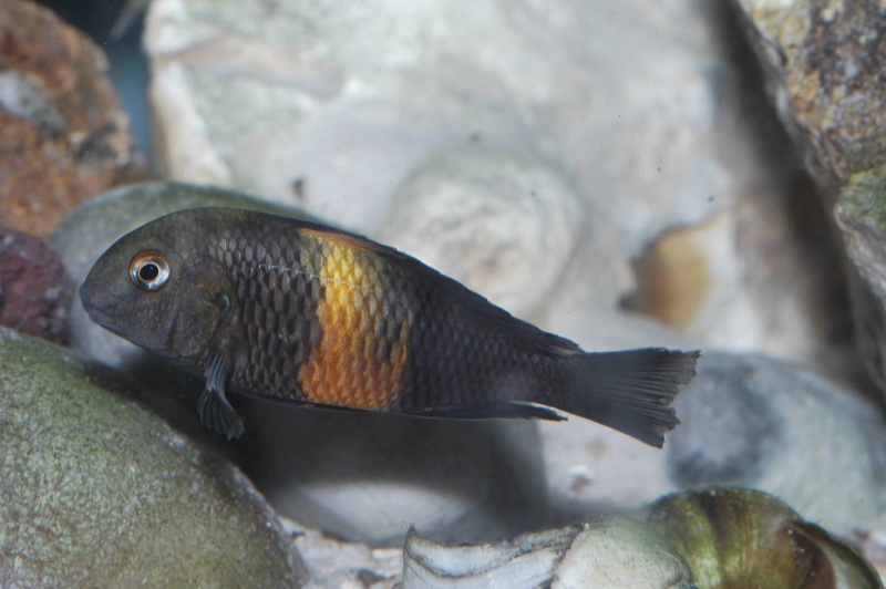 Tropheus sp. 'black' Bemba; Orange Flame moorii