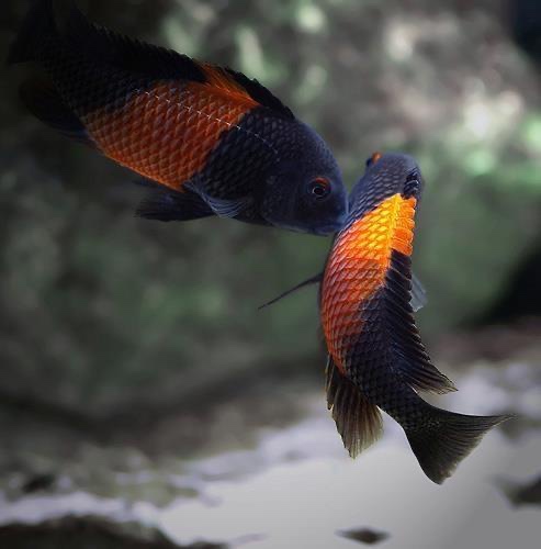 Tropheus sp. 'black' Bemba; Orange Flame moorii