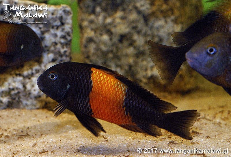 Tropheus sp. 'black' Bemba; Orange Flame moorii