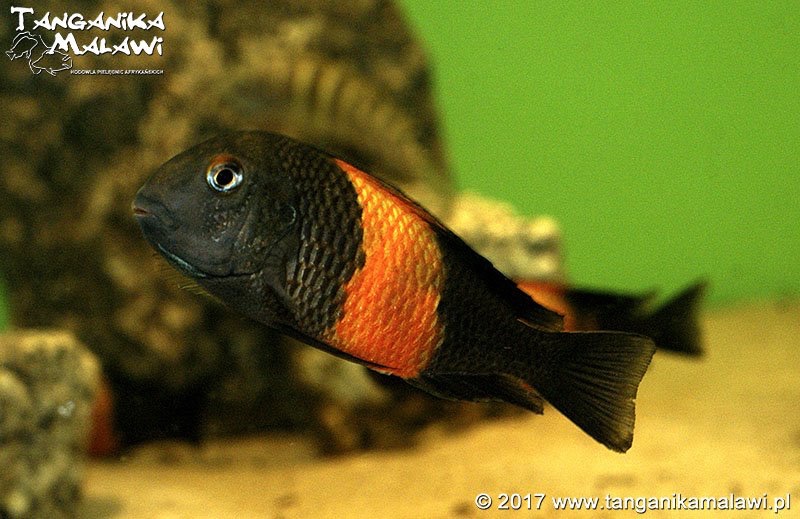 Tropheus sp. 'black' Bemba; Orange Flame moorii
