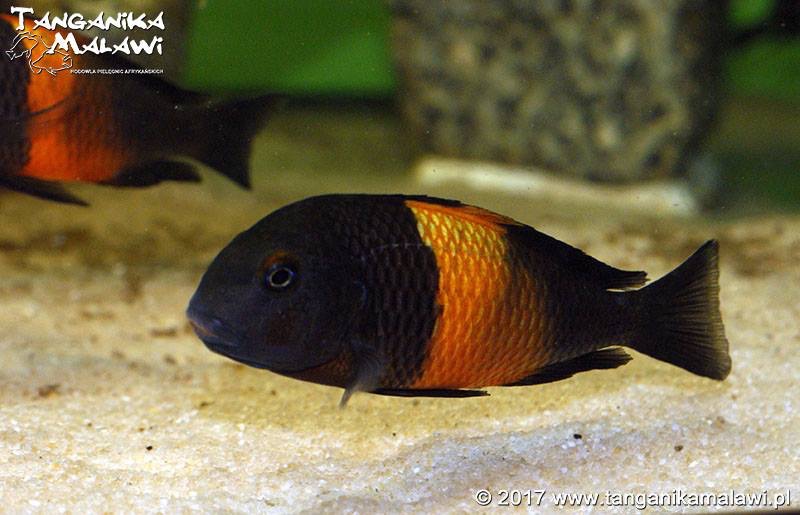 Tropheus sp. 'black' Bemba; Orange Flame moorii