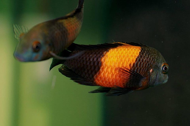 Tropheus sp. 'black' Bemba; Orange Flame moorii