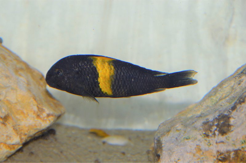 Tropheus sp. 'black' Kiriza; Kaiser II