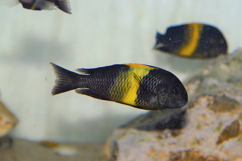 Tropheus sp. 'black' Kiriza; Kaiser II
