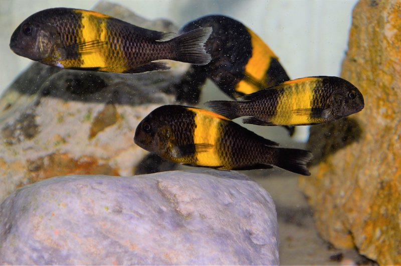 Tropheus sp. 'black' Kiriza; Kaiser II