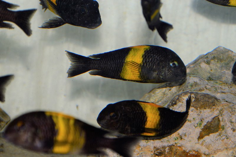 Tropheus sp. 'black' Kiriza; Kaiser II
