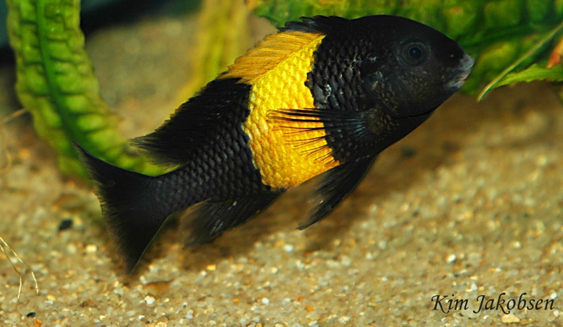Tropheus sp. 'black' Kiriza; Kaiser II