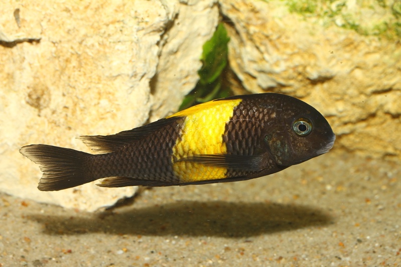 Tropheus sp. 'black' Kiriza; Kaiser II