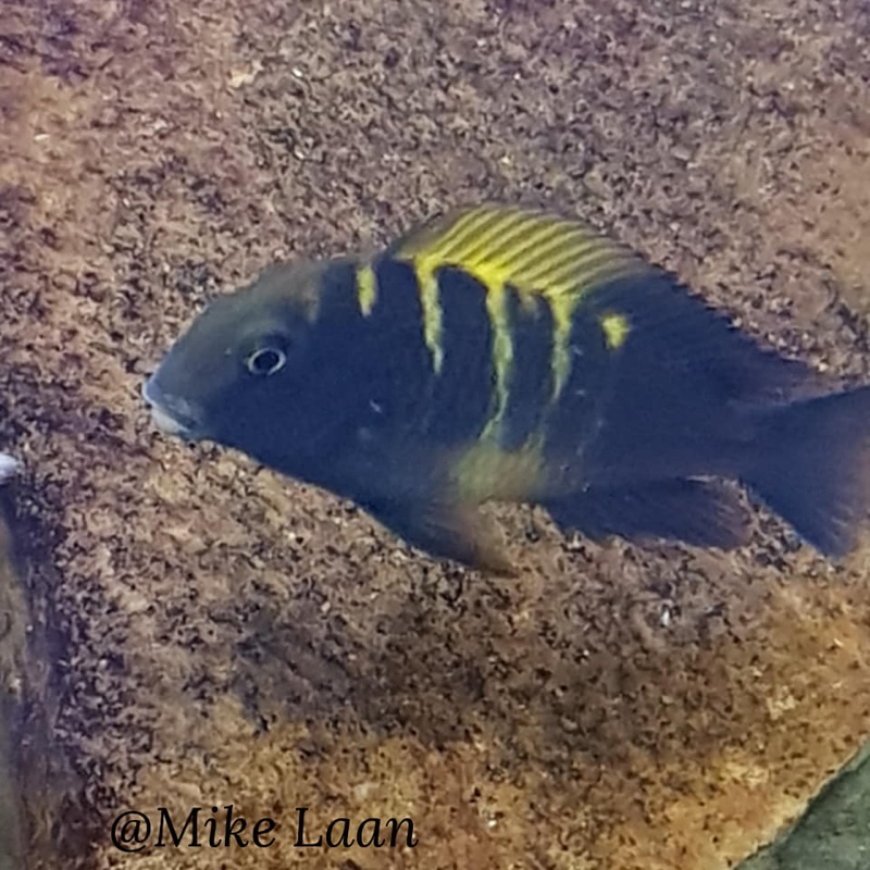 Tropheus sp. 'black' Kiriza; Kaiser II