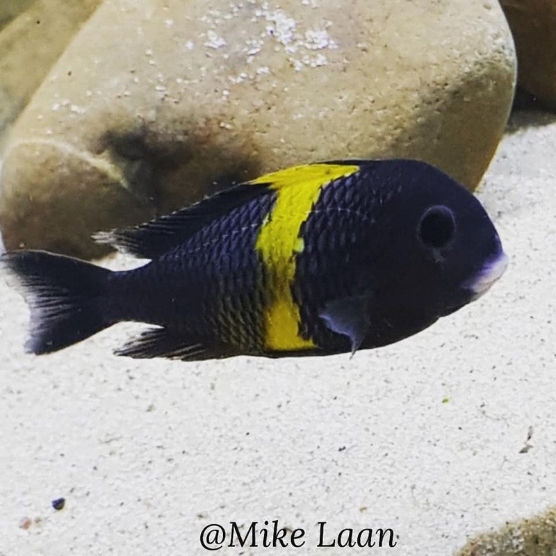Tropheus sp. 'black' Kiriza; Kaiser II