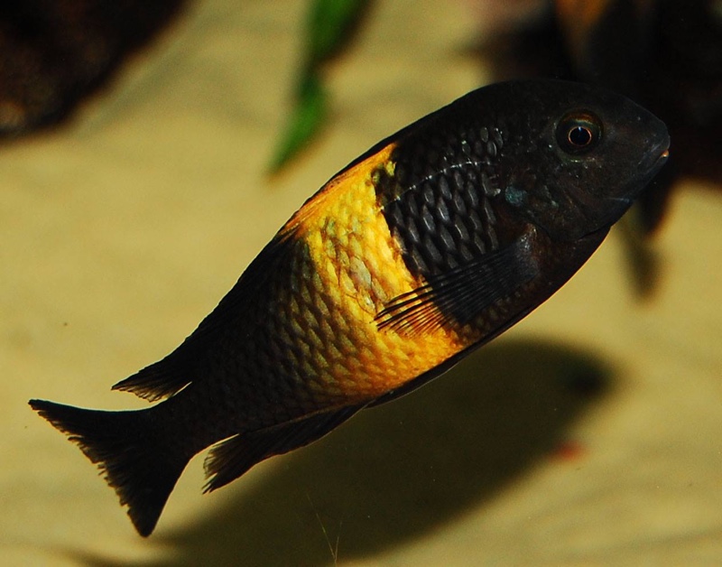 Tropheus sp. 'black' Kiriza; Kaiser II