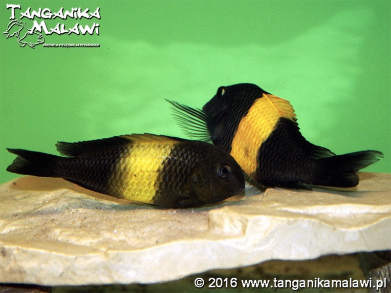Tropheus sp. 'black' Kiriza; Kaiser II