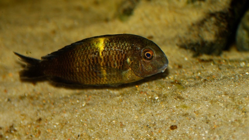 Tropheus sp. 'black' Lueba