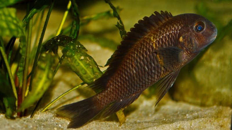 Tropheus sp. 'black' Lueba