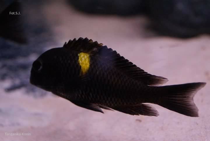 Tropheus sp. 'black' Lueba