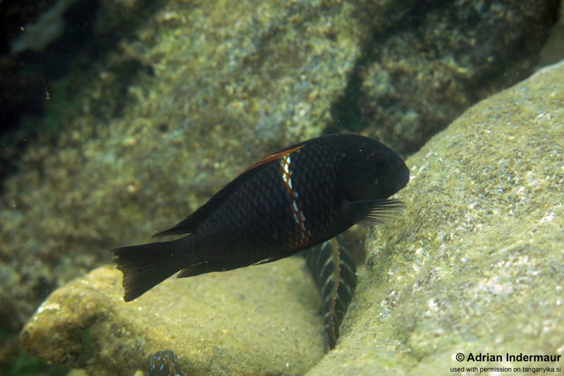 Tropheus sp. 'black' Rutunga; Red Brabant; Red Saddle